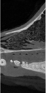 FIDEX Multi-Modality Veterinary CR/CT/Fluoroscopy Scanner from Animage